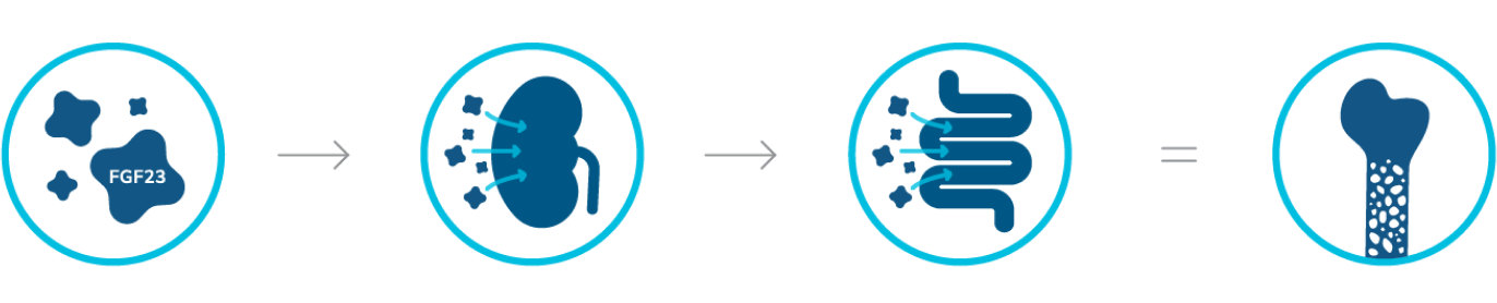 Mechanism of action | CRYSVITA® (burosumab-twza)