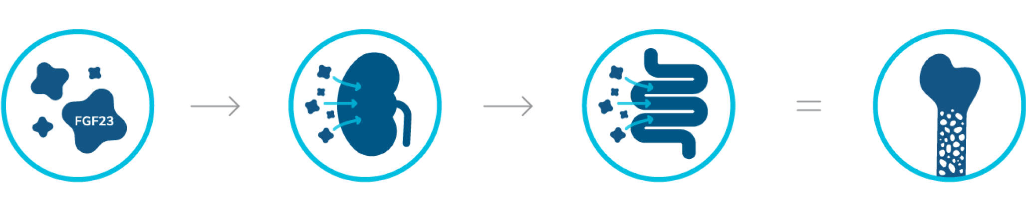 Mechanism of action | CRYSVITA® (burosumab-twza)